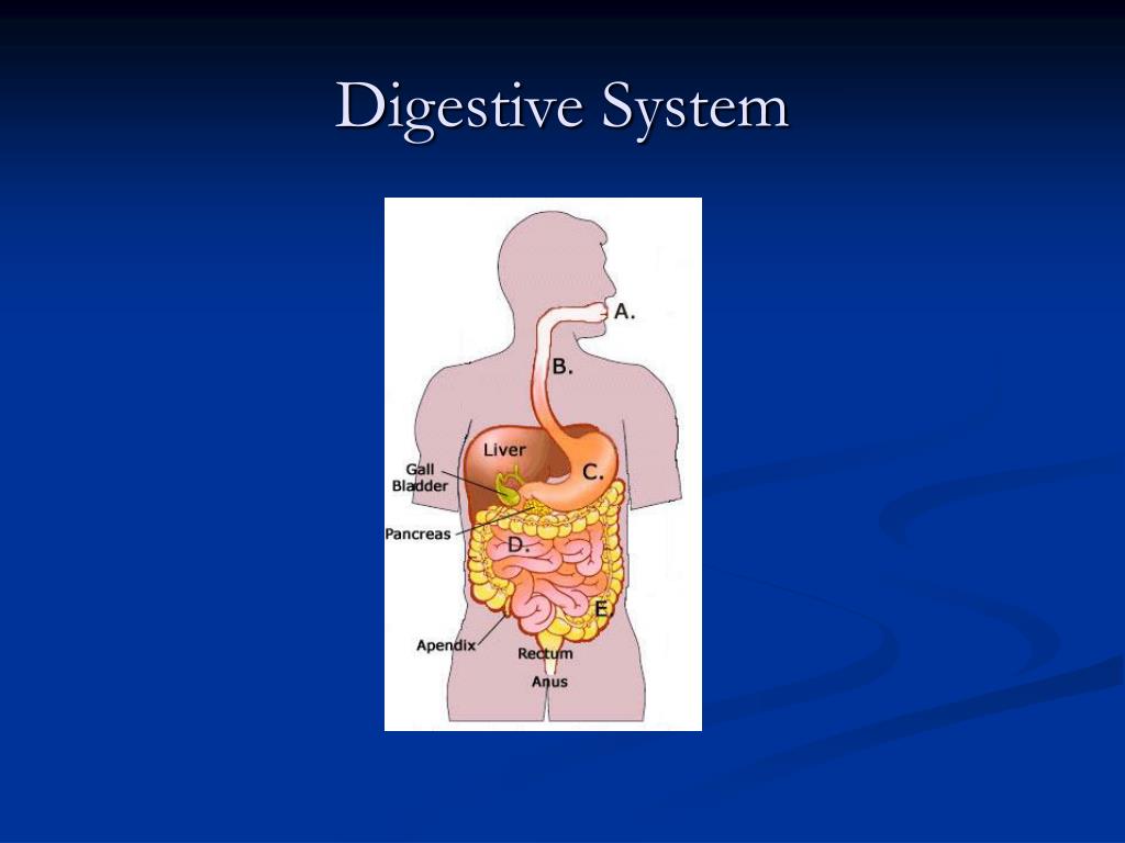 Ppt Digestive System Powerpoint Presentation Free Download Id 2725300