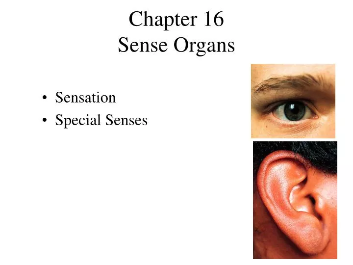 PPT - Chapter 16 Sense Organs PowerPoint Presentation, free download ...