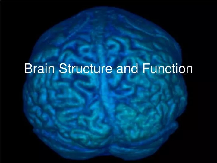 PPT - Brain Structure and Function PowerPoint Presentation, free ...