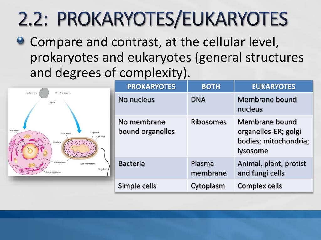 PPT - MCAS BIOLOGY REVIEW Cell Biology PowerPoint Presentation, free ...