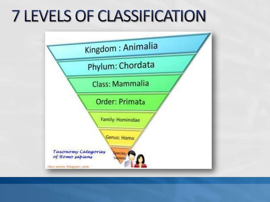 PPT - MCAS BIOLOGY REVIEW Cell Biology PowerPoint Presentation, free ...