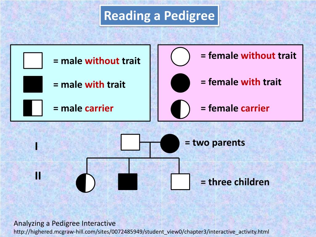 Ppt Lesson 18 Using Punnett Squares And Pedigrees Powerpoint
