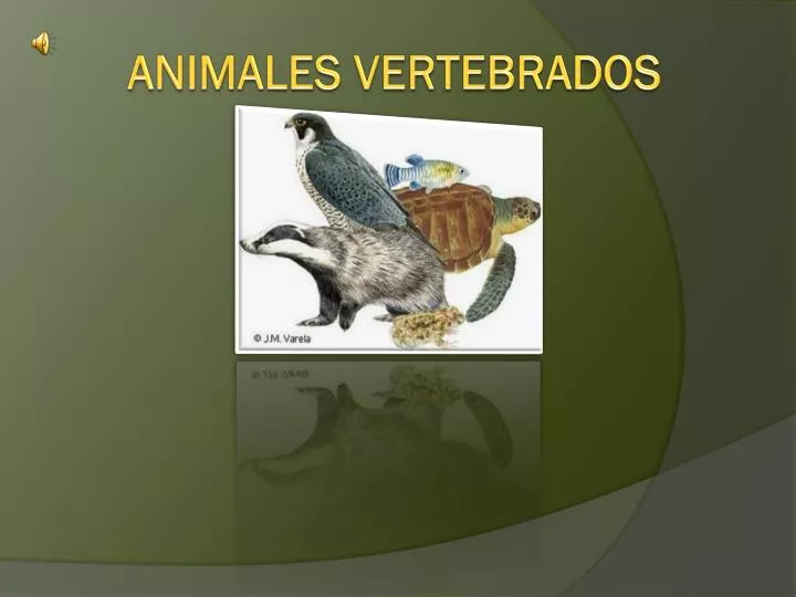PPT - Animales vertebrados PowerPoint Presentation, free download - ID ...