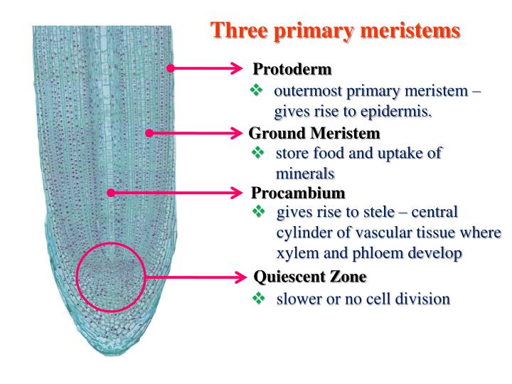 PPT - plants (External & Internal Structures) PowerPoint Presentation ...