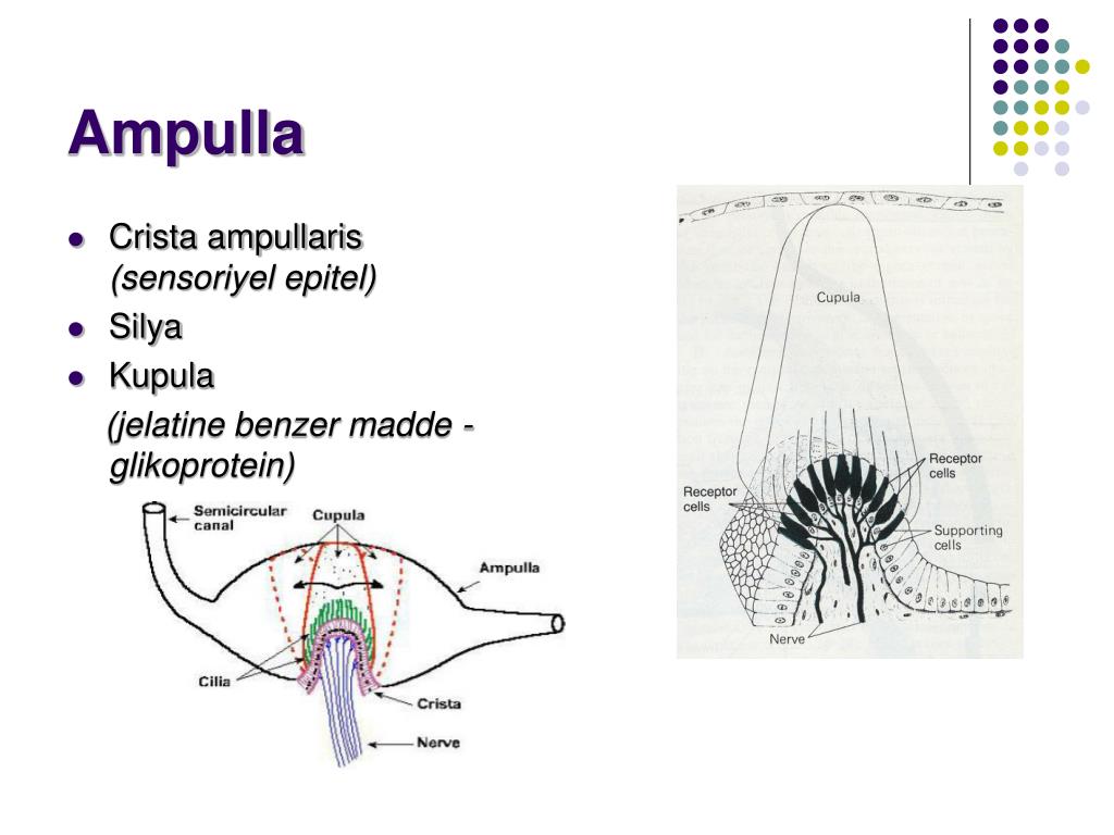 PPT - VESTİBÜLER SİSTEM FİZYOLOJİSİ VE VERTİGOYA YAKLAŞIM PowerPoint ...