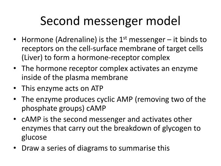 PPT - Blood Glucose PowerPoint Presentation - ID:2730252