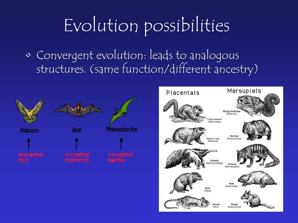 PPT - Nothing in biology makes sense except in the light of evolution ...