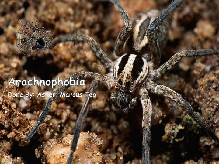 PPT - Arachnophobia PowerPoint Presentation, free download - ID:2730954