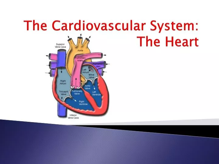 PPT - The Cardiovascular System: The Heart PowerPoint Presentation ...