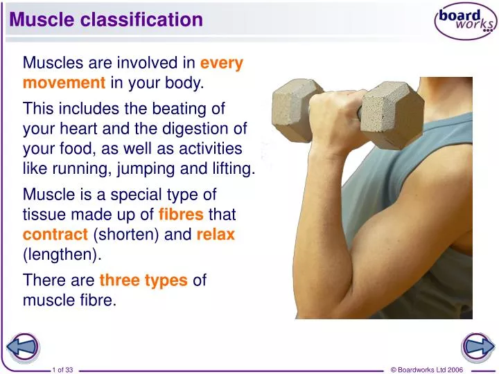 Muscle Ppt