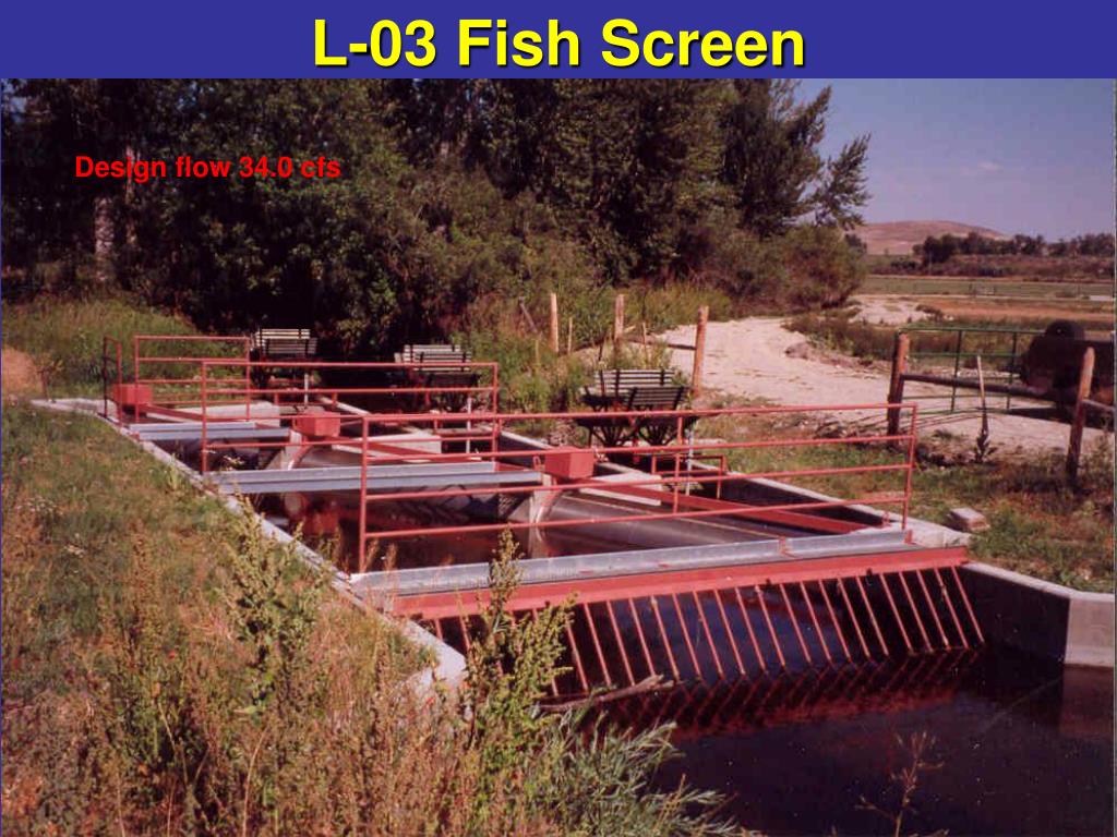 PPT - Chinook Salmon, the Fish Screen, and a Vanishing River ...