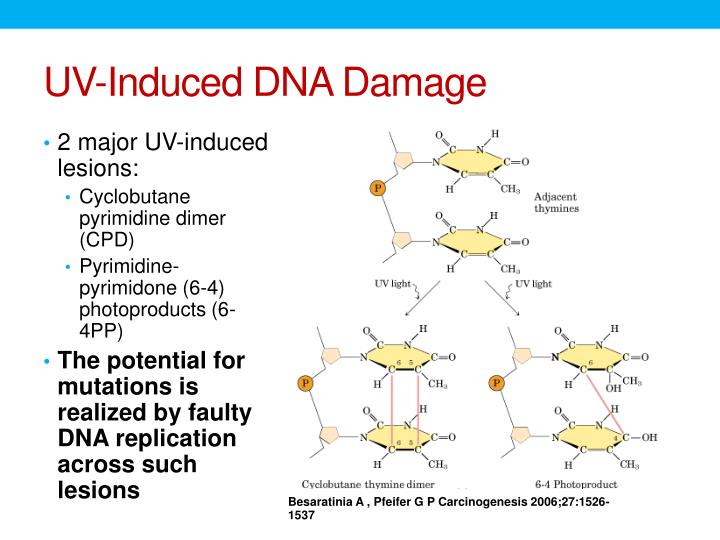 PPT - Control of skin cancer by the circadian rhythm PowerPoint ...