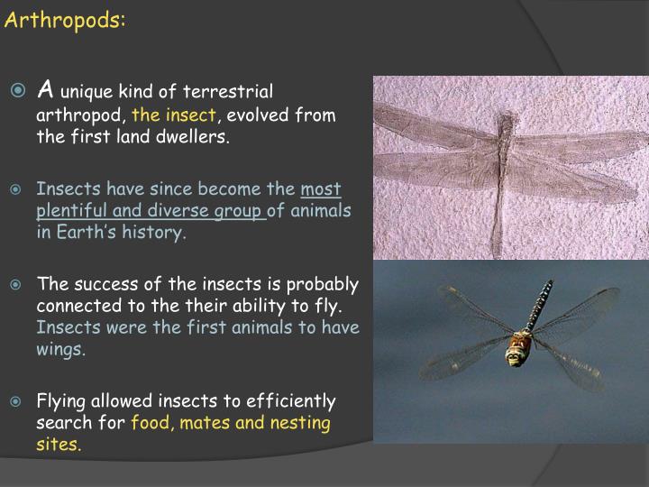 PPT - Biology 12.3 History Life on Earth: Life Invaded the Land ...
