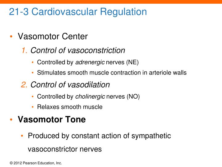 PPT - 21 Blood Vessels and Circulation PowerPoint Presentation - ID:2733917
