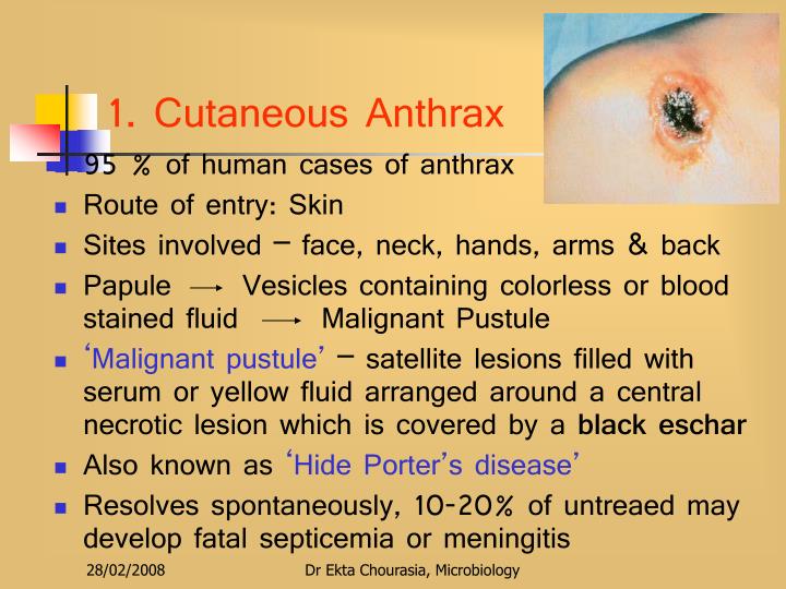 PPT - Bacillus PowerPoint Presentation - ID:2734229