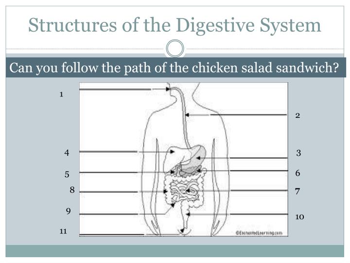 PPT - Digestion PowerPoint Presentation - ID:2734333