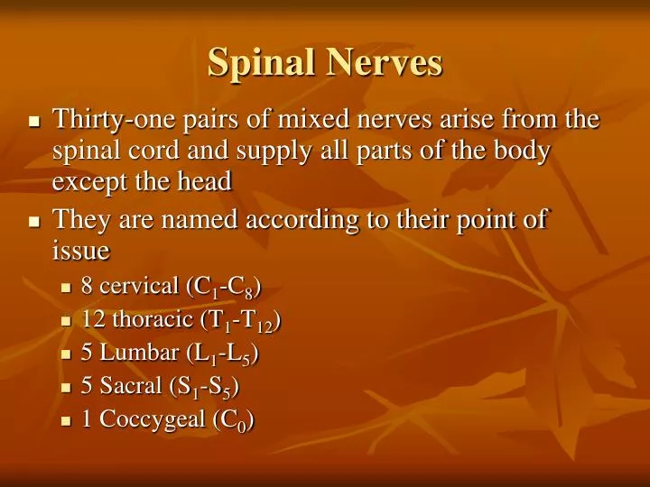 PPT - Spinal Nerves PowerPoint Presentation, free download - ID:2734424