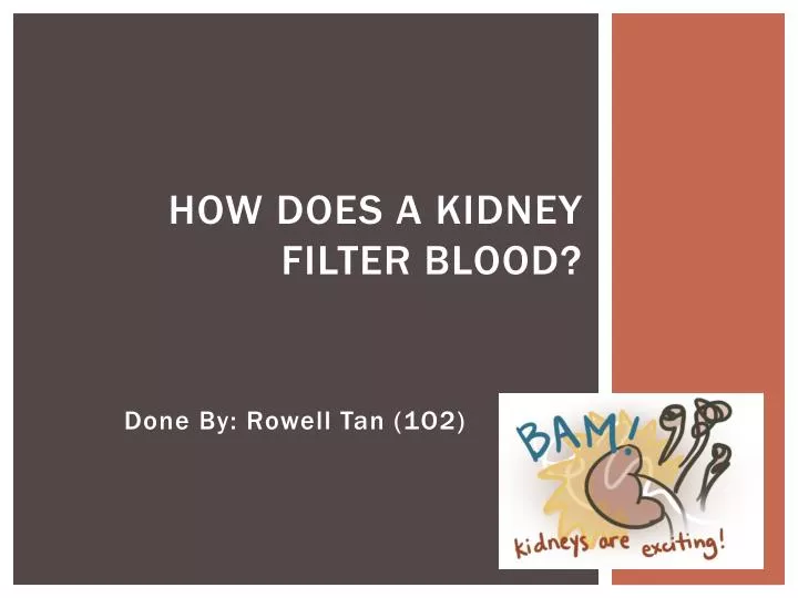 PPT - How does a kidney filter blood? PowerPoint Presentation, free ...