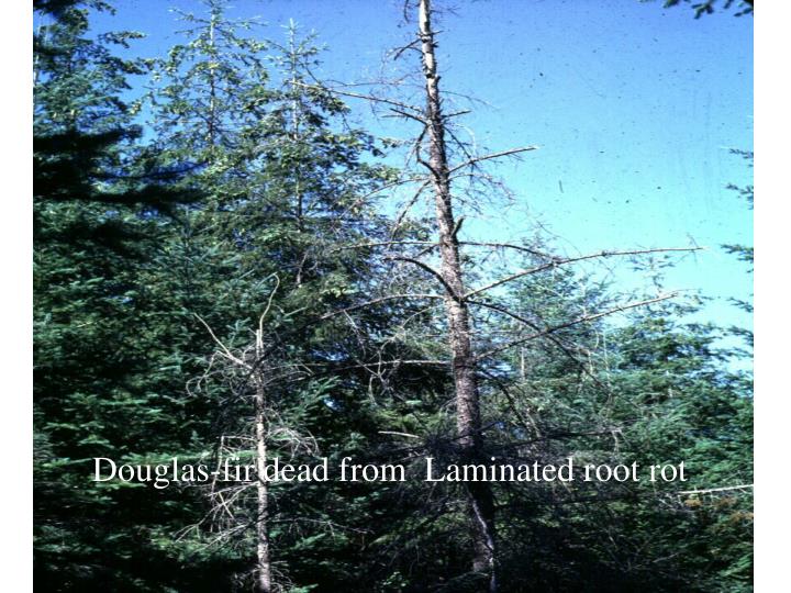 PPT - Lecture 13 IMPORTANT ROOT DISEASES IN THE URBAN ENVIRONMENT ...