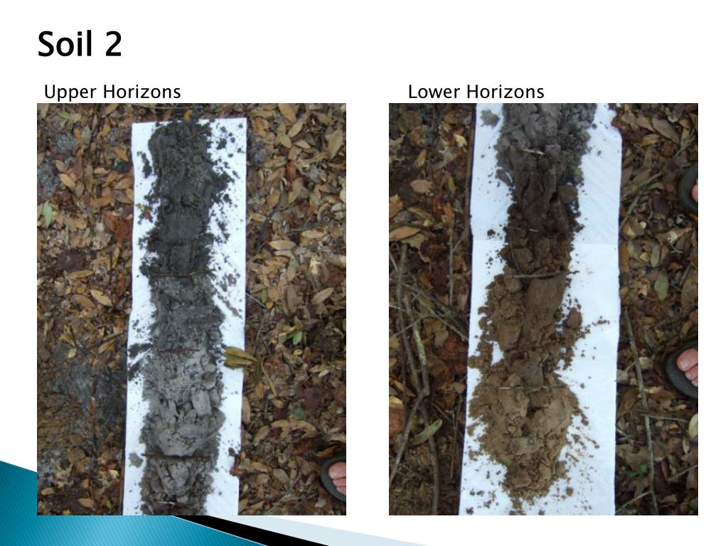 PPT - Soil Descriptions and Interpretations of two Lake County Florida ...