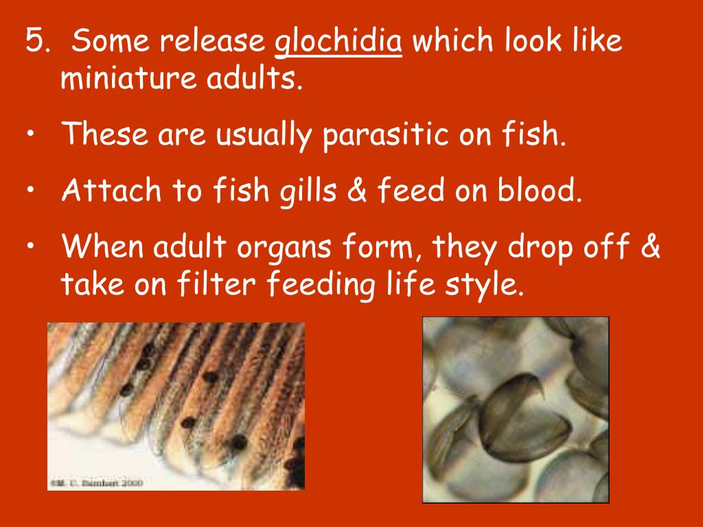 PPT - IIIb. Class Bivalvia Clams, oysters, mussels, scallops. All ...