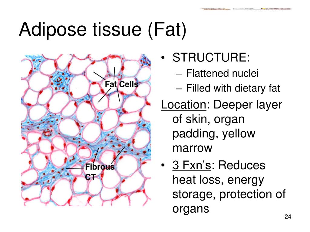 Adipose Tissue Location