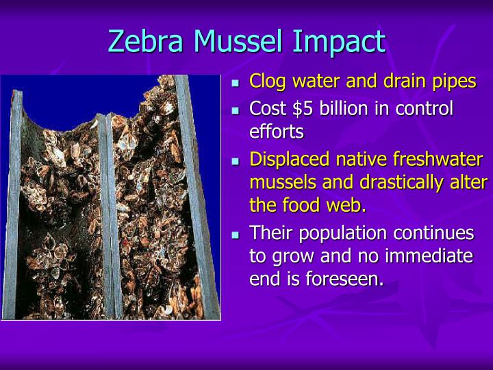 PPT - Huge, Freed Pet Pythons Invade Florida Everglades! PowerPoint ...