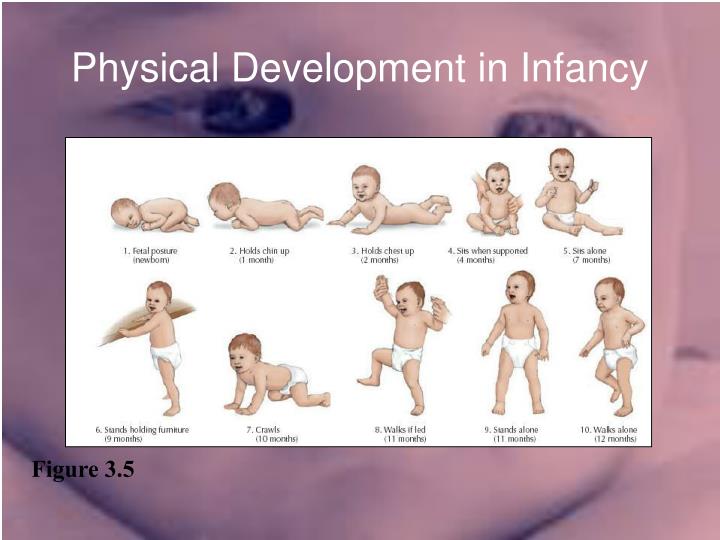 PPT - Infancy Physical Development PowerPoint Presentation - ID:2737333