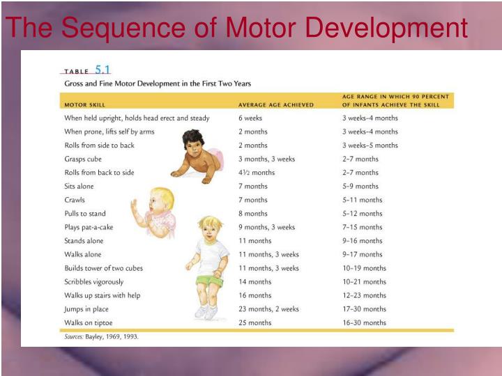 PPT - Infancy Physical Development PowerPoint Presentation - ID:2737333