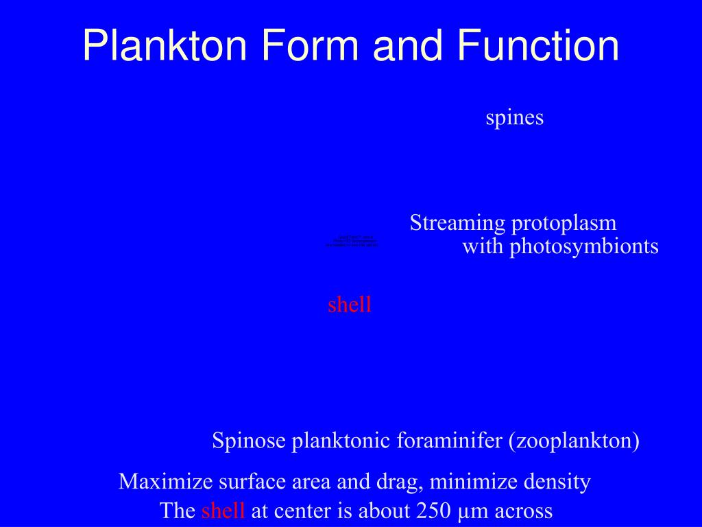PPT - Life in the Ocean. Bloomin’ Plankton! PowerPoint Presentation ...
