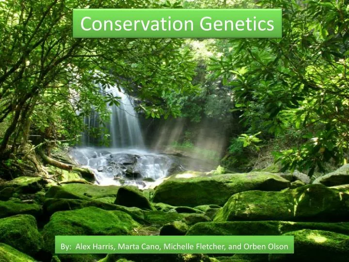 PPT - Conservation Genetics PowerPoint Presentation, free download - ID ...