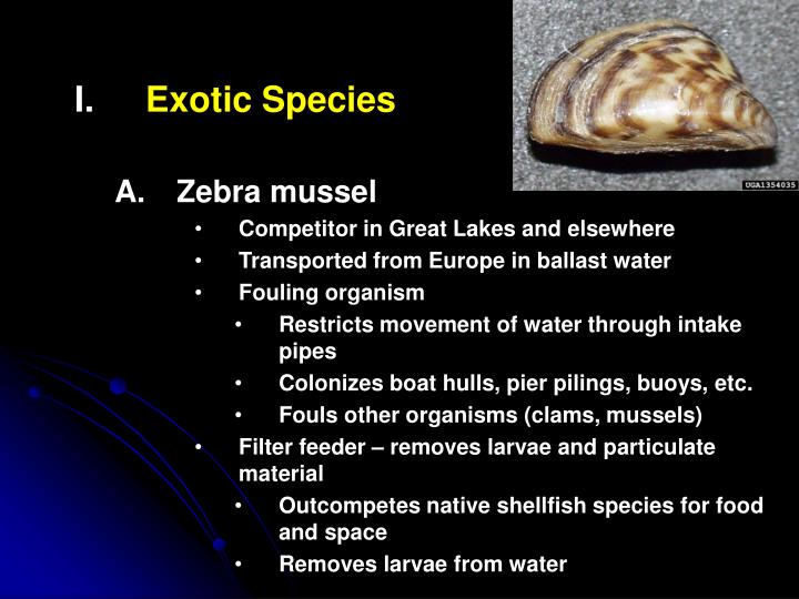 PPT - Exotic Species Species invasions may profoundly affect ecosystems ...