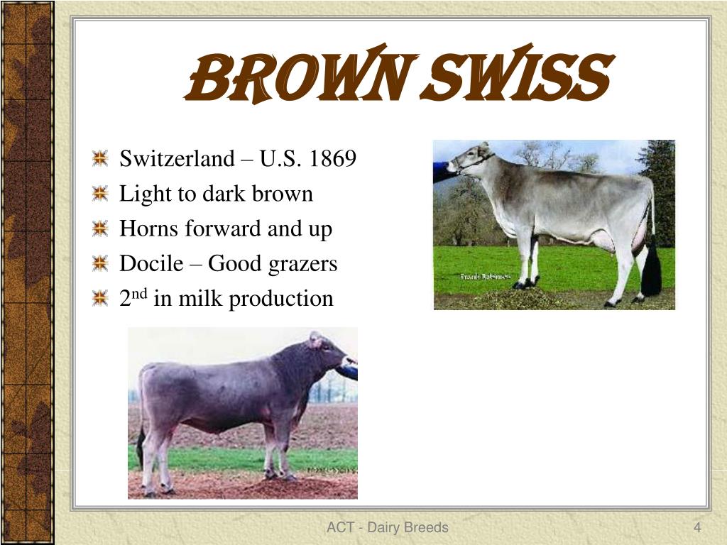 PPT - Dairy Cattle Breeds PowerPoint Presentation, free download - ID ...