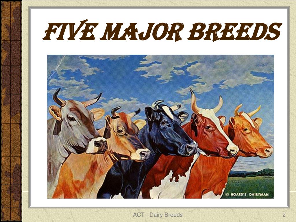 PPT - Dairy Cattle Breeds PowerPoint Presentation, free download - ID ...