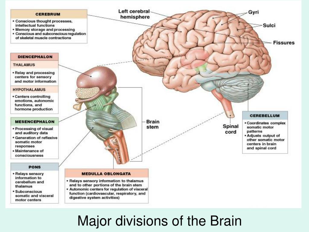 The 3 Divisions Of The Brain And How They Function Brain System – Eroppa The 3 Divisions Of The Brain And How They Function Brain System – Eroppa