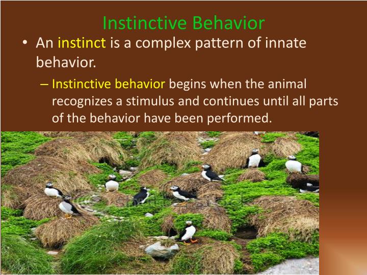 PPT - Animal Behavior PowerPoint Presentation - ID:2739287