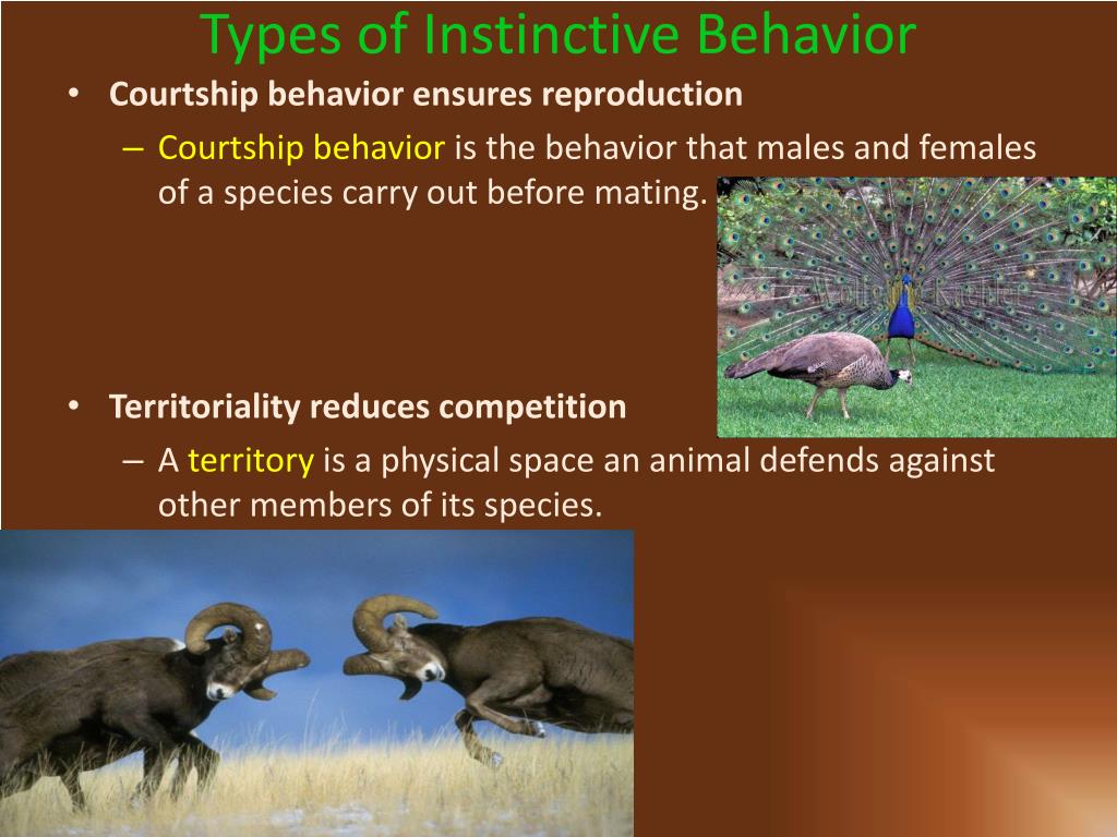 PPT - Animal Behavior PowerPoint Presentation, free download - ID:2739287 PPT - Animal Behavior PowerPoint Presentation, free download - ID:2739287