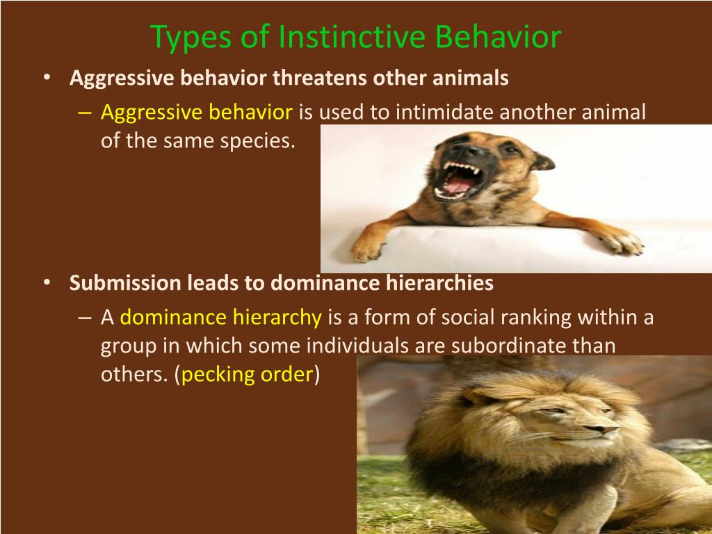 PPT - Animal Behavior PowerPoint Presentation, free download - ID:2739287 PPT - Animal Behavior PowerPoint Presentation, free download - ID:2739287