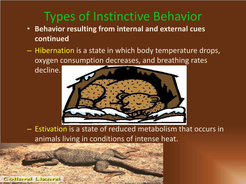 PPT - Animal Behavior PowerPoint Presentation, free download - ID:2739287 PPT - Animal Behavior PowerPoint Presentation, free download - ID:2739287