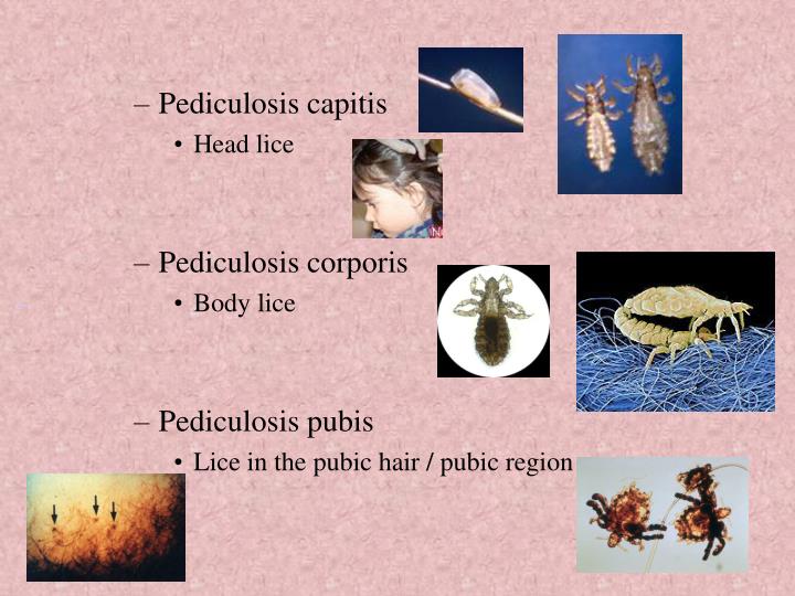 PPT - The Integumentary System PowerPoint Presentation - ID:2739673