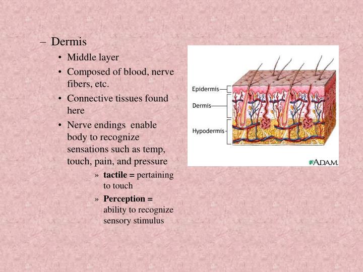 PPT - The Integumentary System PowerPoint Presentation - ID:2739673