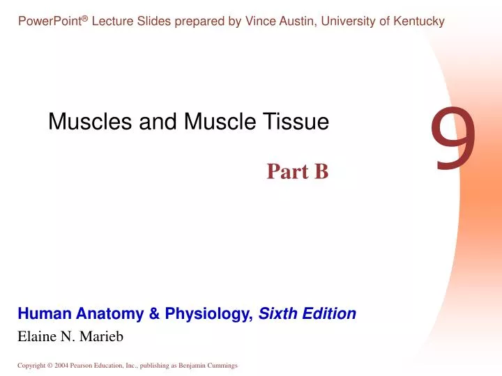 PPT - Muscles and Muscle Tissue PowerPoint Presentation, free download ...