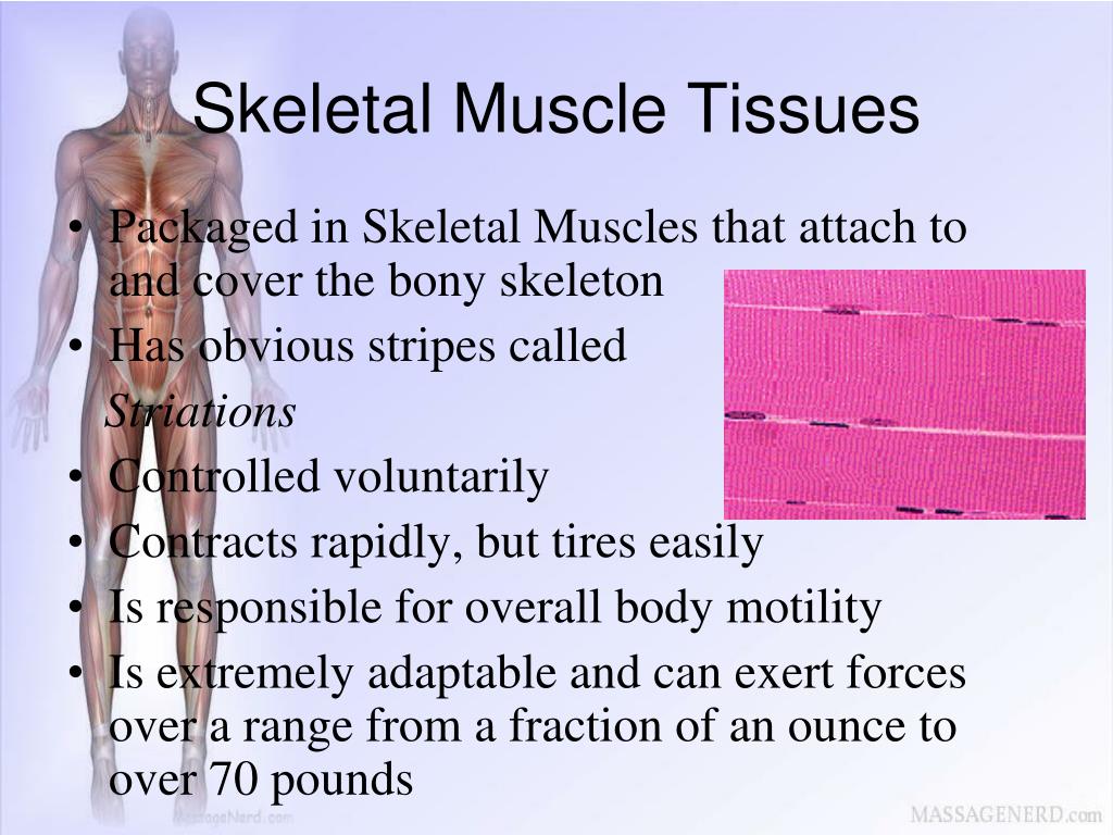 Skeletal Muscle Tissue Function - vrogue.co Skeletal Muscle Tissue Function - vrogue.co