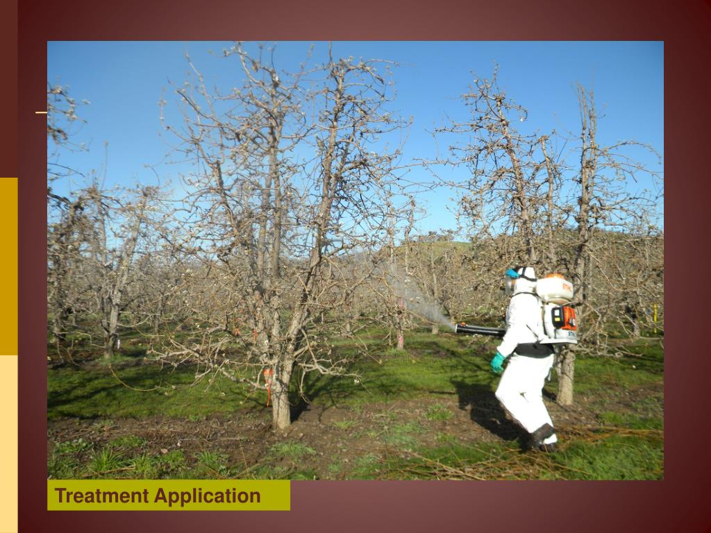 PPT - Rachel Elkins, Ken Johnson, Todd Temple and Steve Lindow ...