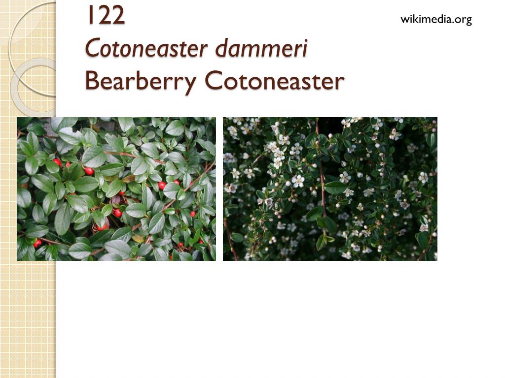 PPT - Nursery/Landscape Plant Identification PowerPoint Presentation, free download - ID:2740290