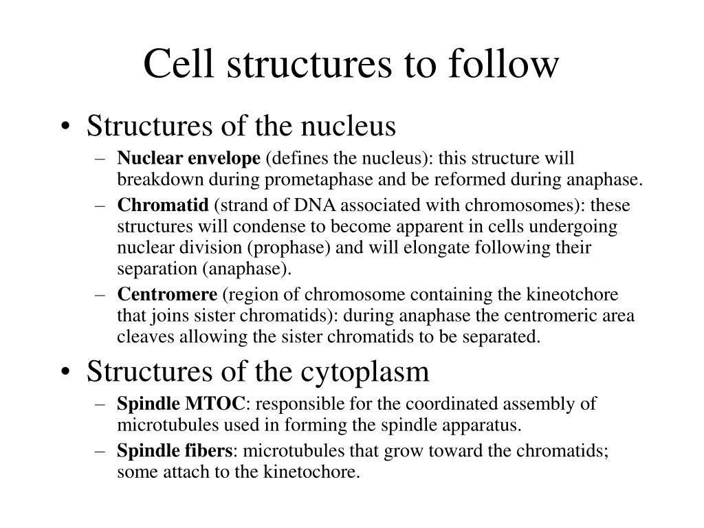 PPT - Cell Division in the Stamen Hairs of the Spiderwort Plant ...