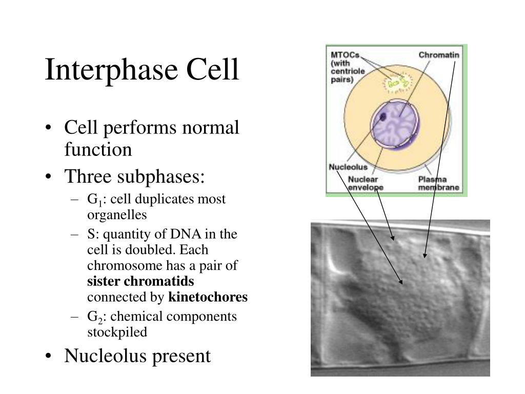 PPT - Cell Division in the Stamen Hairs of the Spiderwort Plant ...