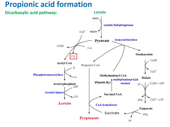 PPT - Propionic acid Bacteria Enrichment PowerPoint Presentation - ID ...