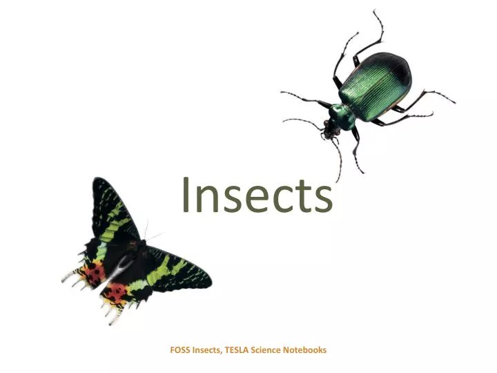 PPT - Insects PowerPoint Presentation, free download - ID:2741425