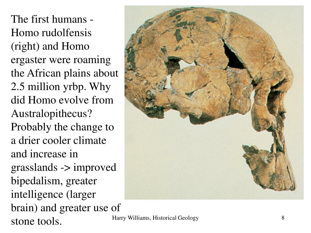 PPT - HISTORICAL GEOLOGY HUMAN ORIGINS PowerPoint Presentation, free ...
